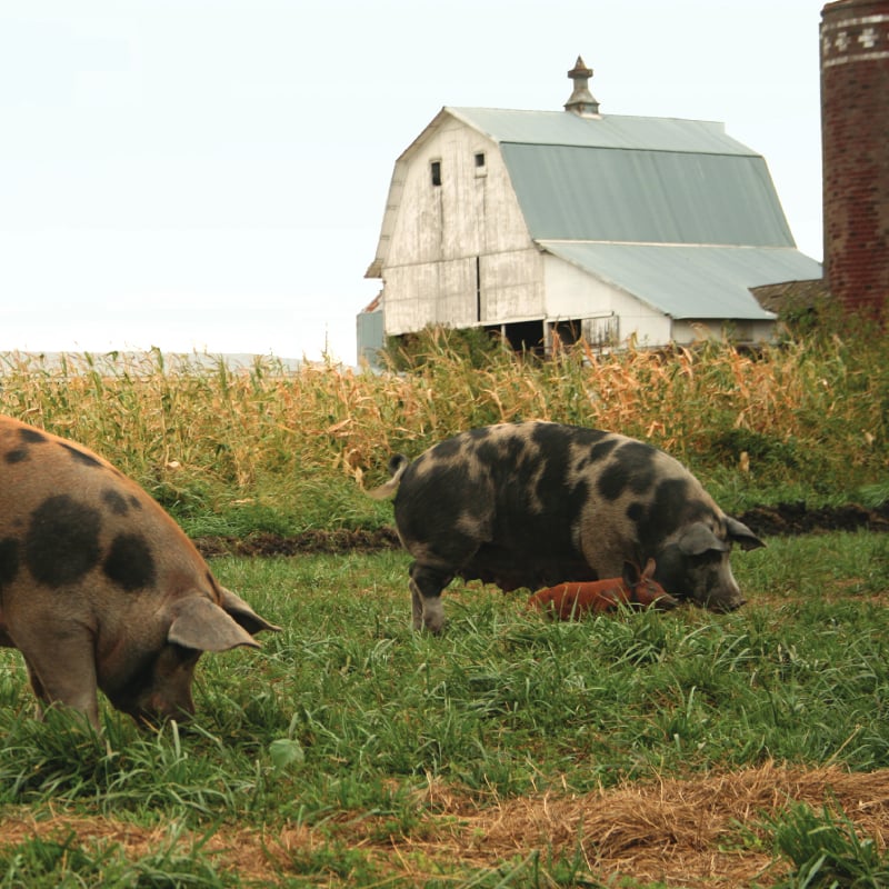 Our Brands | Perdue Farms